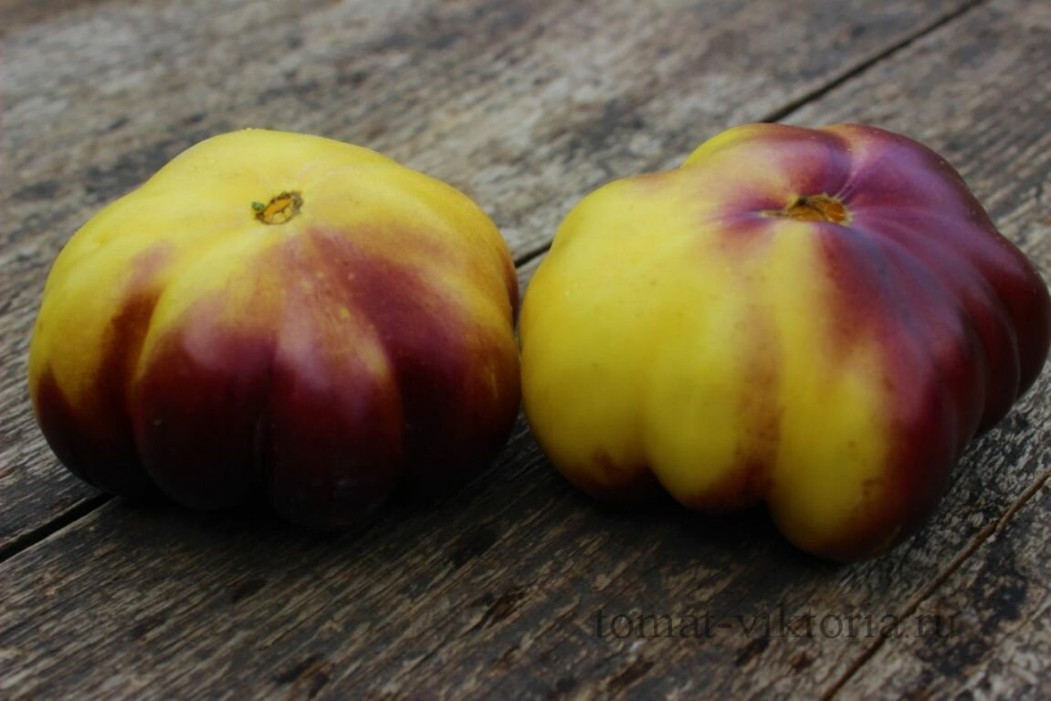 Коллекционные семена томата Большой белый синий