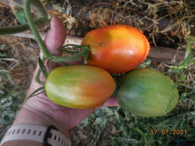 Коллекционные семена томата Красная слива Людмилы