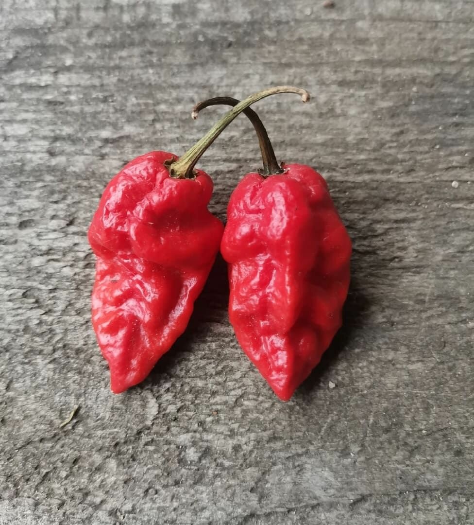 Коллекционные семена Перец острый Бхут Джолокия