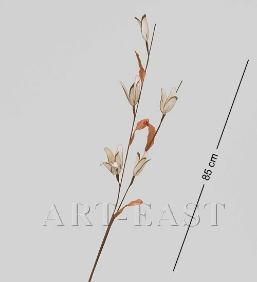 Африканский тюльпан TR 398 113-50722