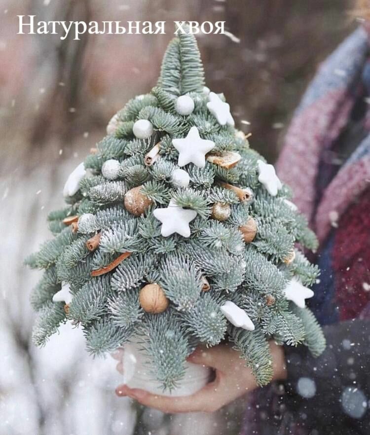 Ёлочка живая нарядная 40см со звёздами из натурального нобилиса