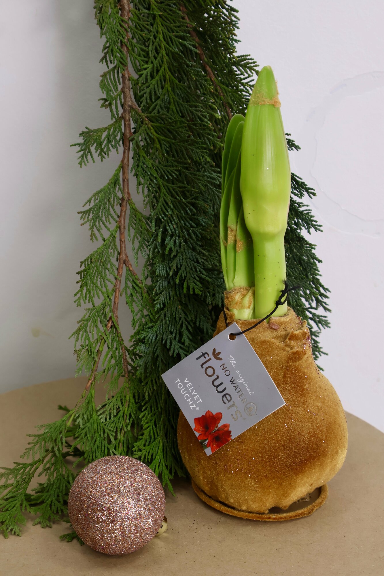 Амариллис "Новогодняя луковка"