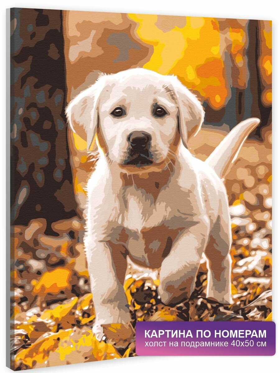 Картина по номерам на холсте с подрамником 40х50 см. Природа, животные, рыбы, птицы. Собаки, щенки. "Лабрадор", арт. 5319/