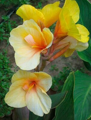 Канна карликовая Луи Коттон 1шт