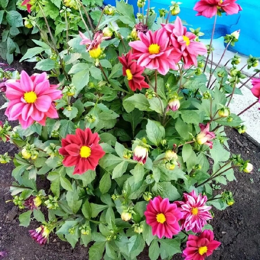 Семена Deodar SEEDS COMPANY Георгина Каледония 30 шт.