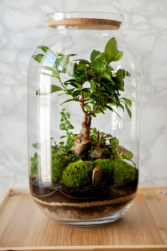 Бонсай в закрытом флорариуме / экосистема / King Florik