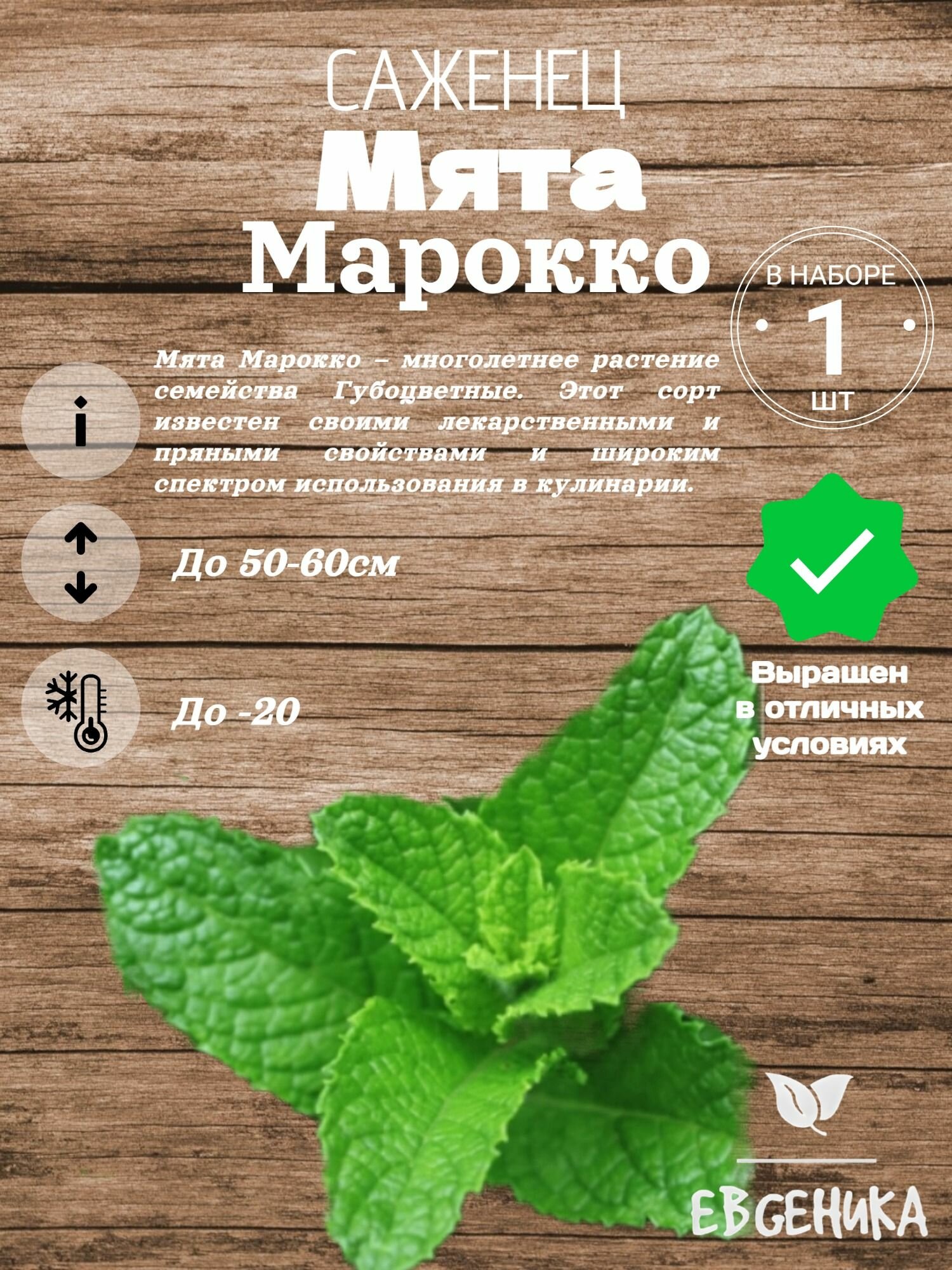 Мята Марокко