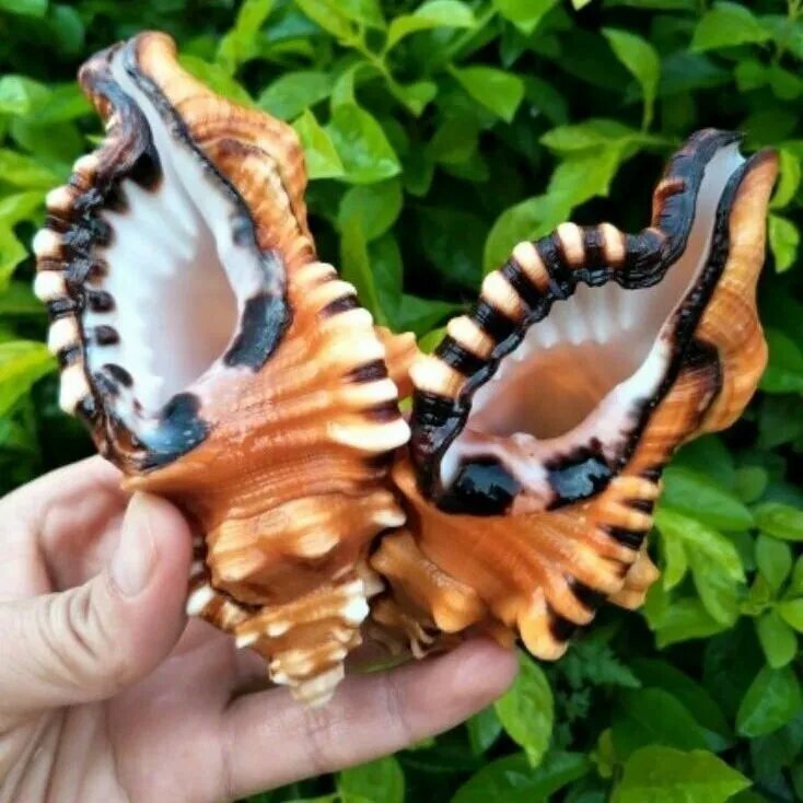 Чёрнопятнистый тритон 2шт/Ракушка морская, натуральная/ Циматиум лоториум