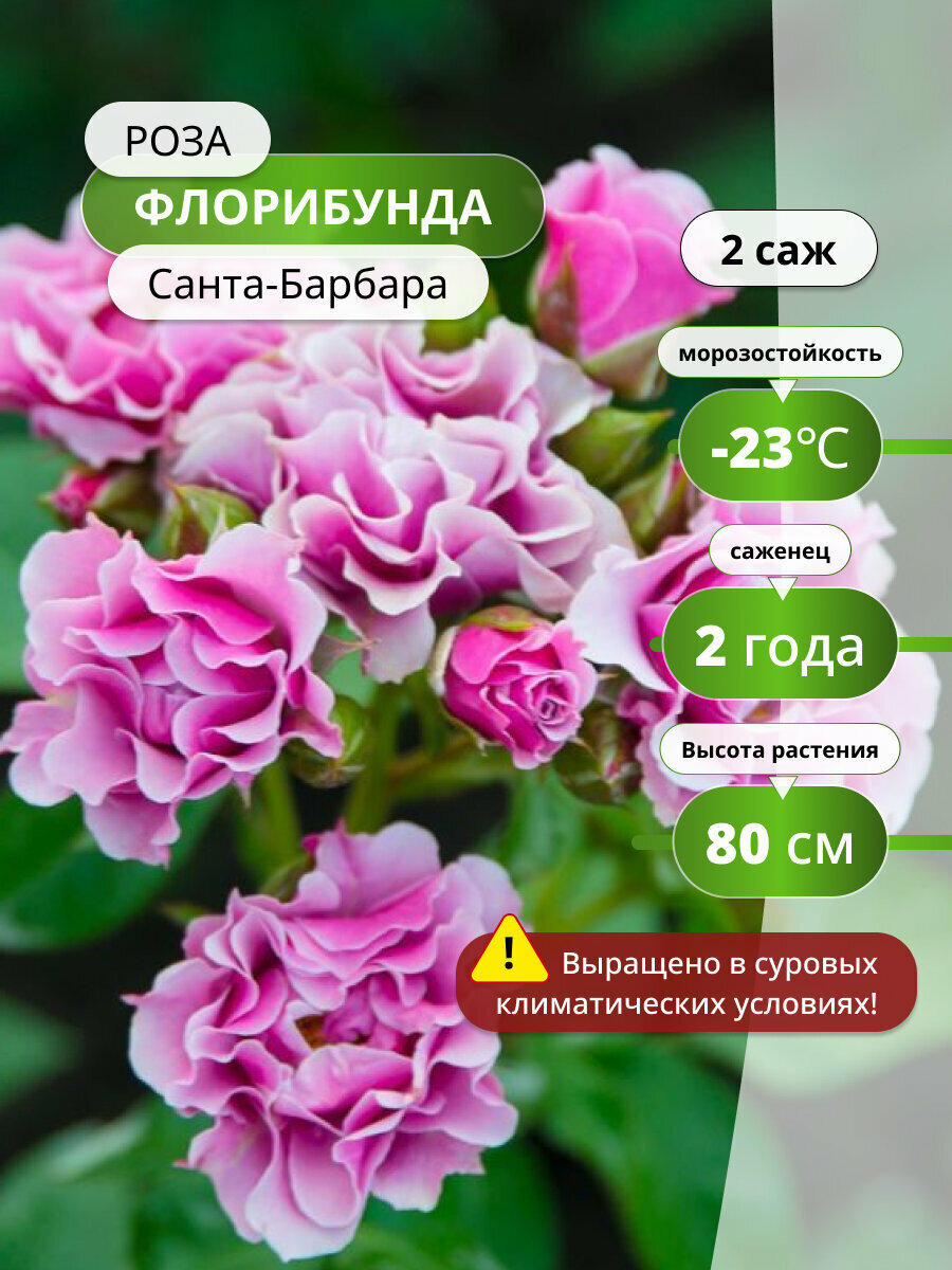 Роза Флорибунда Санта-Барбара 2 шт / роз, непрерывноцветущие