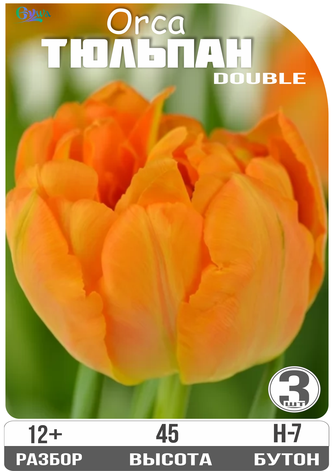 Тюльпаны Орка, крупные луковицы, высота до 45см, разбор 12+ 3 шт,