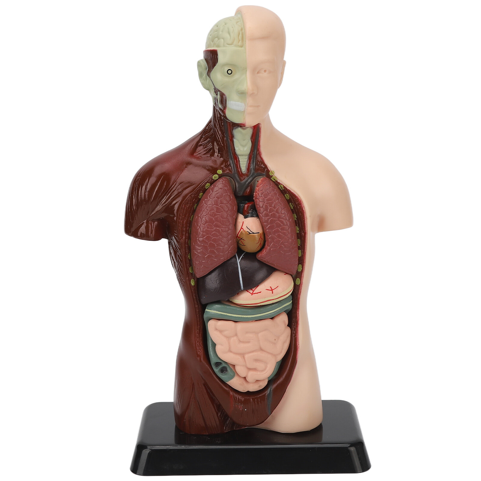 Модель человеческого тела