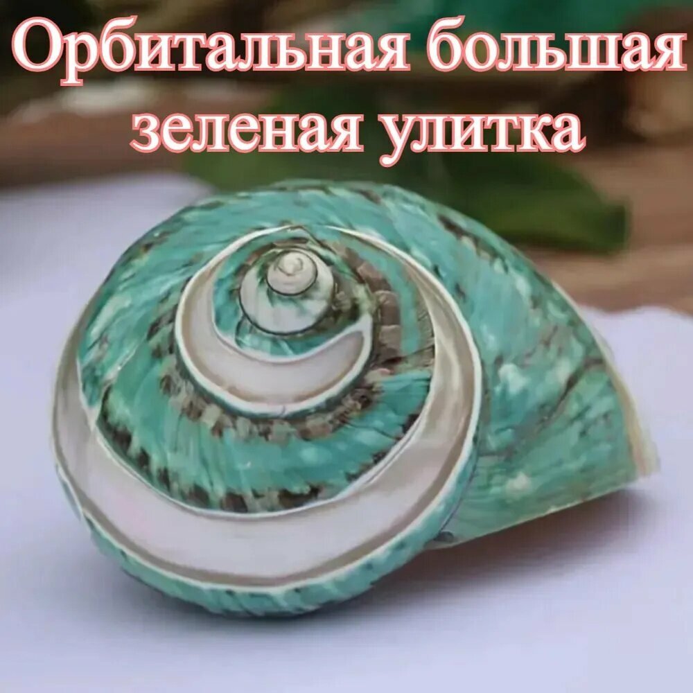 Орбитальная большая зеленая улитка