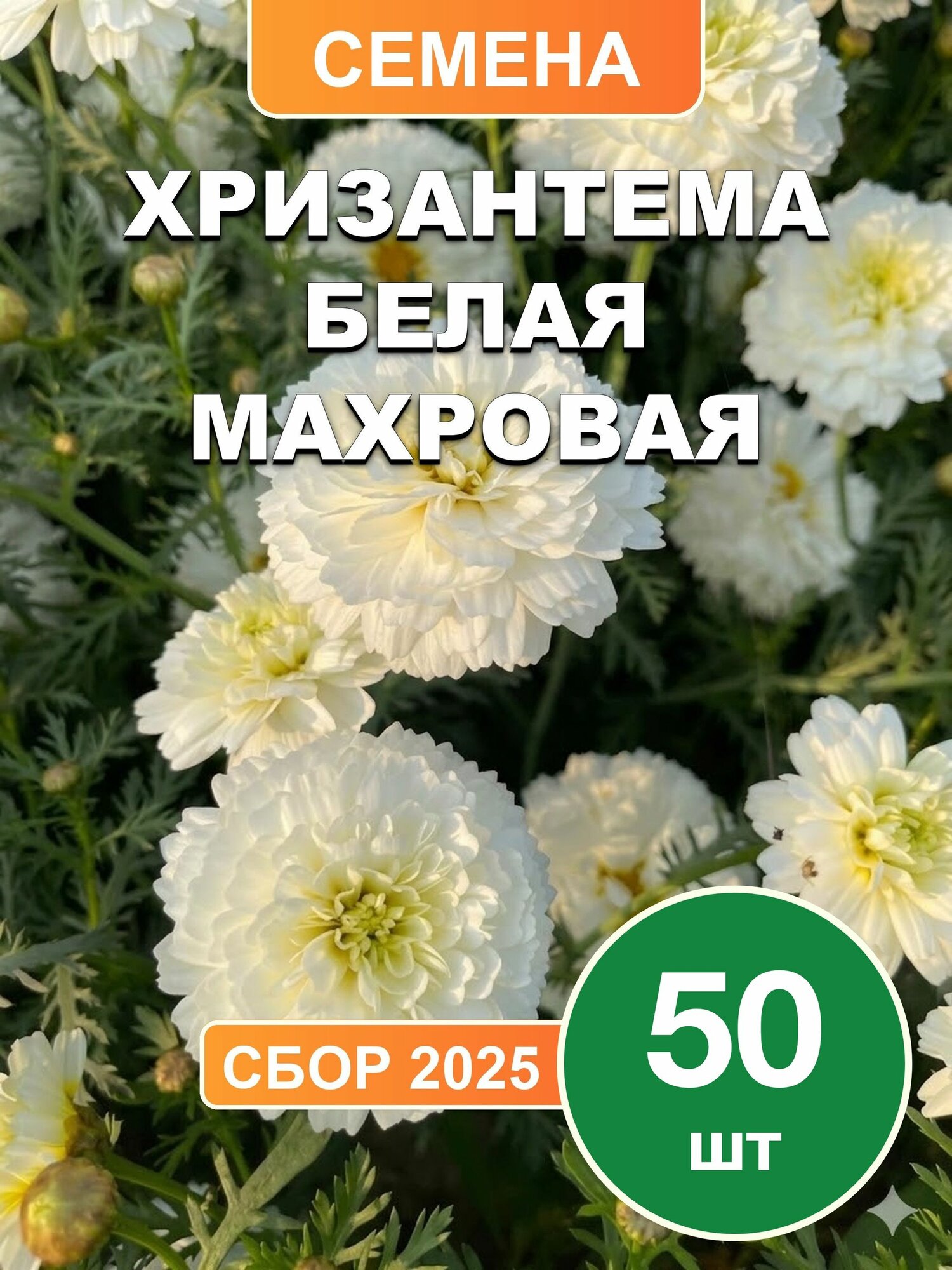 Хризантема белая, семена, 50 шт