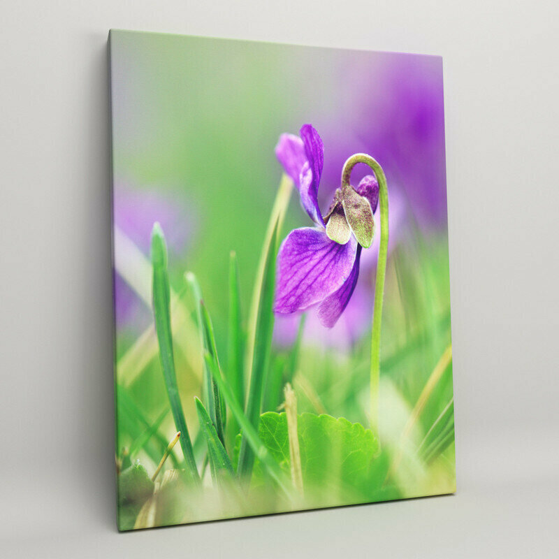 Картина на холсте (интерьерный постер) "Весенняя фиалка в траве", с деревянным подрамником, размер 30x40 см