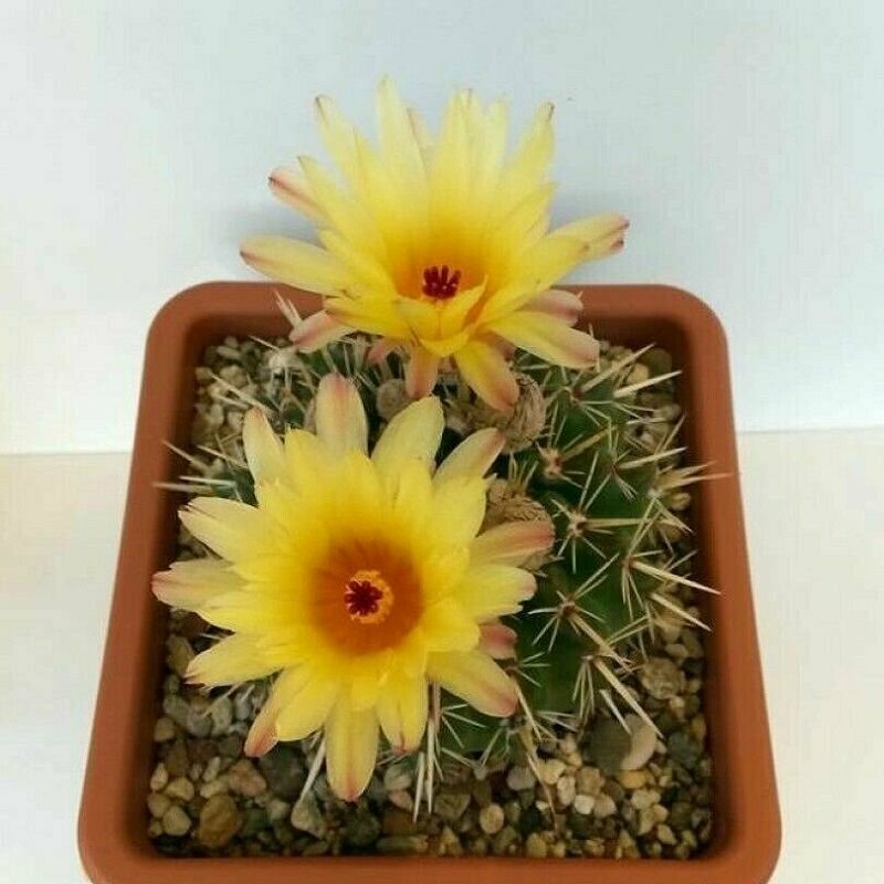 Нотокактус субмаммулозный, Notocactus Submammulosus, кактусы, семена