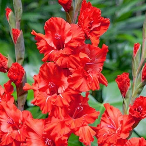 Гладиолус Файр Раффл; Луковица, 5 шт.