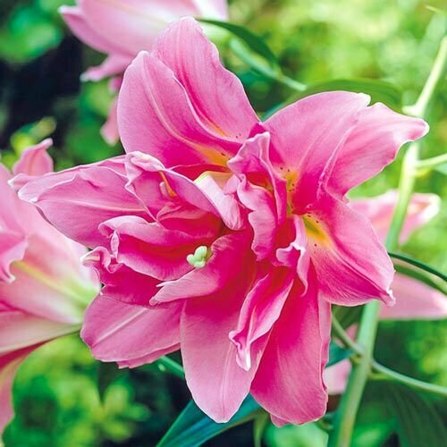 Лилия восточная махровая Дабл Сюрпрайз; Луковица, 2 шт.