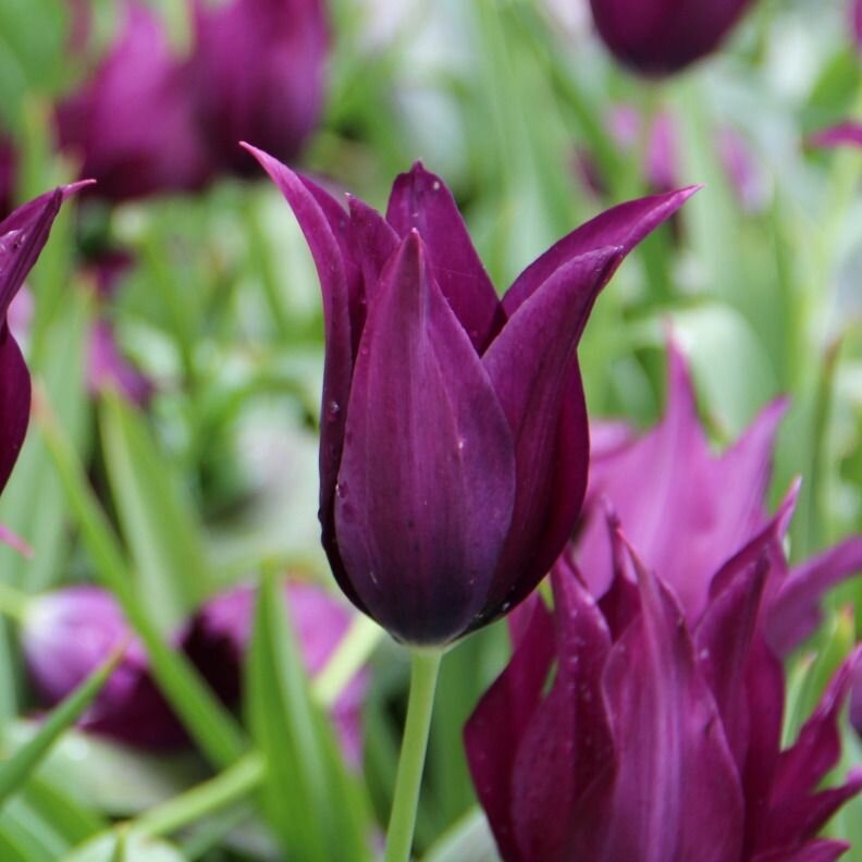 Тюльпан лилиецветный Бургунди 5 шт.