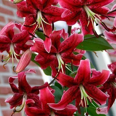 Лилия Мисс Фея 1 шт.