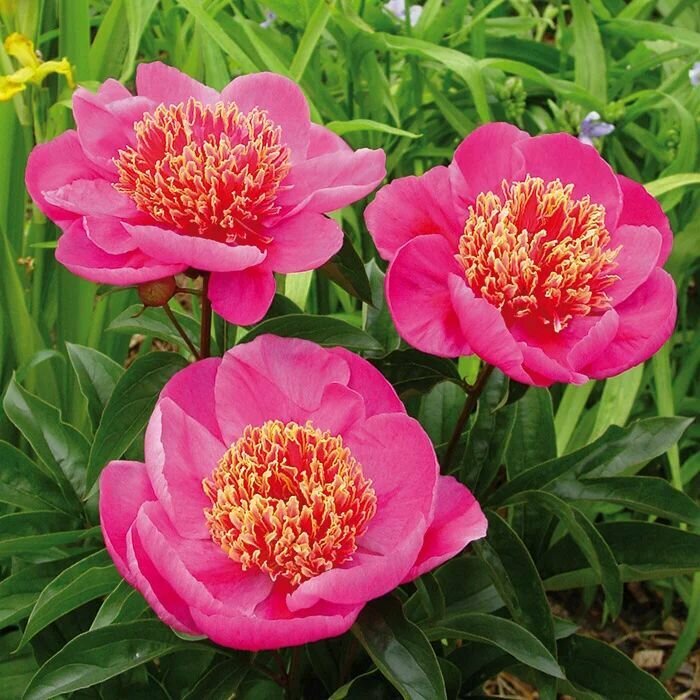 Пион травянистый Неон луковицы, клубни, корни цветов