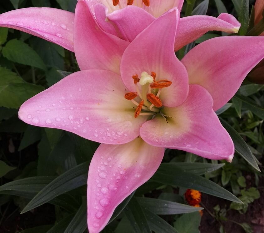 Лилия ЛА-гибрид Пати Даймонд луковицы, клубни, корни цветов