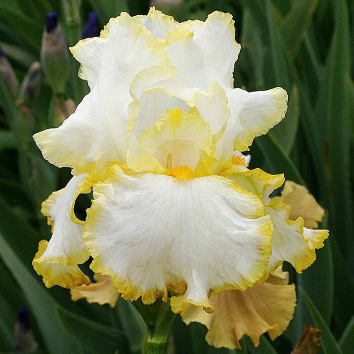 Ирис бородатый Брайдc Хало луковицы, клубни, корни цветов