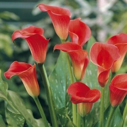 Калла Касаи 1шт