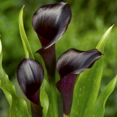 Калла Шварцвальдер 1шт