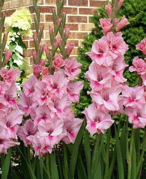 Гладиолус Тампико 1шт