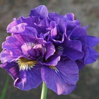 Ирис Дабл Стандарт 1 шт