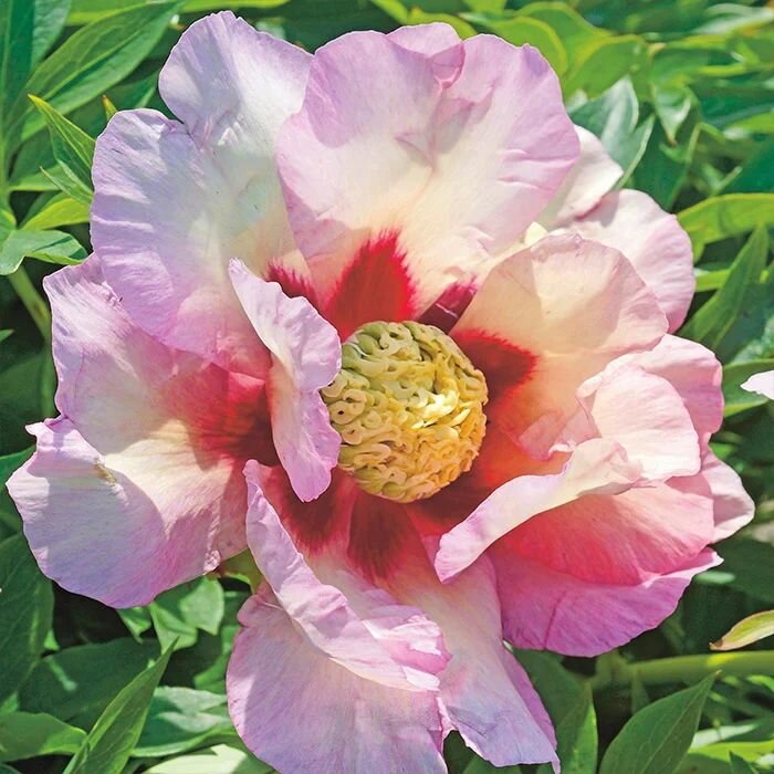 Пион ИТО Пастель Сплендор луковицы, клубни, корни цветов