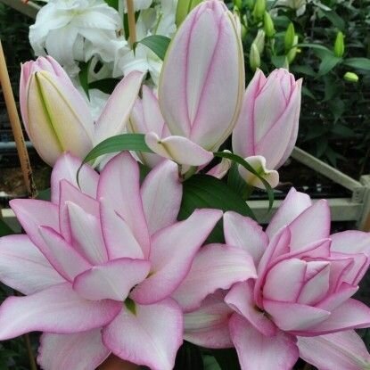 Лилия Розелли Аннушка 1 шт