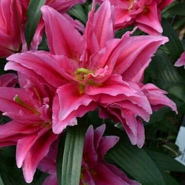 Лилия Розелли Елена1 шт