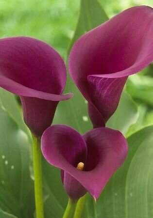 Калла Макао 1шт