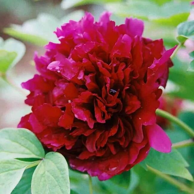 Пион Галактика 1шт