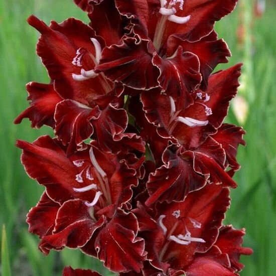 Гладиолус Блэк энд Уайт 1 шт