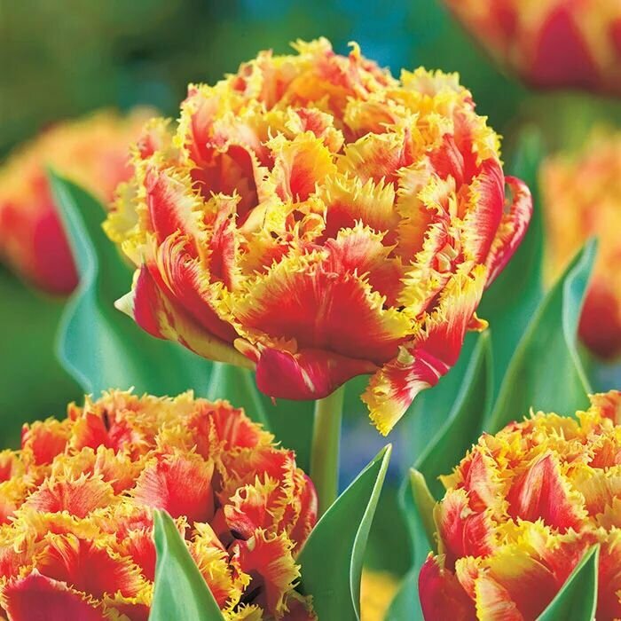 Тюльпан Голден Даст 5 шт.