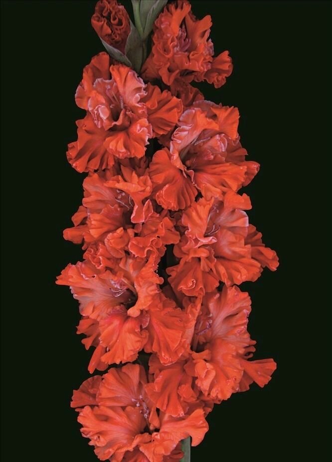 Гладиолус Юра Шевчук 1 шт