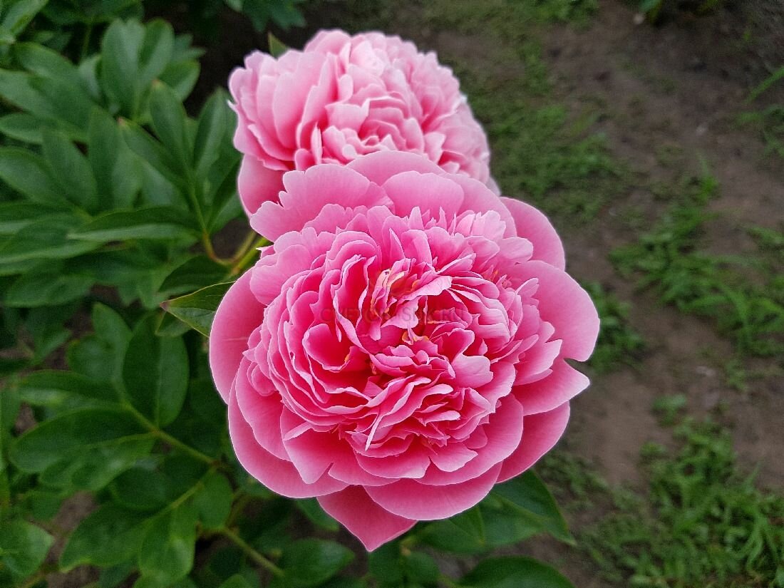 Пион Этчед Салмон 1 шт