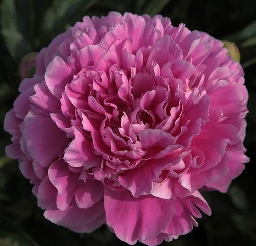 Пион Ruth Cobb 1 шт.