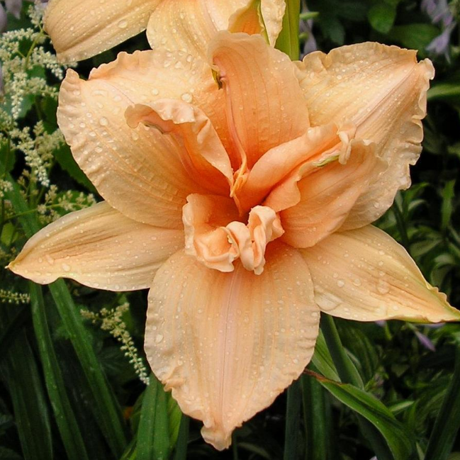 Лилейник махровый Дабл Дрим (1 корневище в горшке С1), Нидерланды