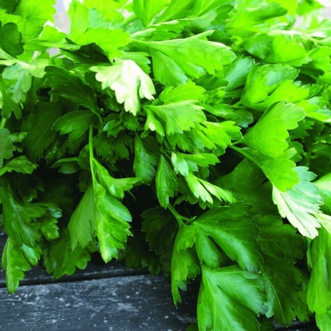 Сельдерей листовой Нежный (0,5 гр.), Агрофирма Поиск, Россия