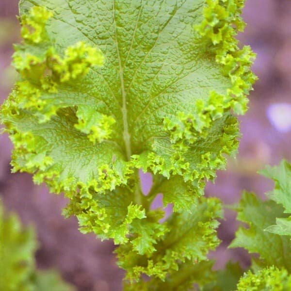 Горчица Салатная Ядреная (1 гр.), , Россия