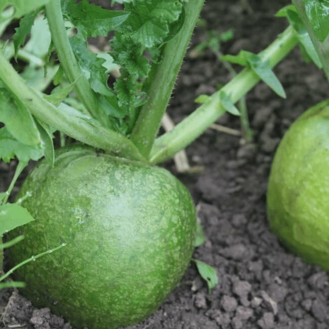 Редька Маргеланская (А) (2 гр), Агрофирма Поиск, Россия