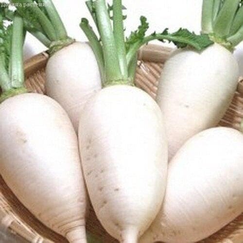 Редька Мюнхен Бир (2 гр.), Гавриш, Россия