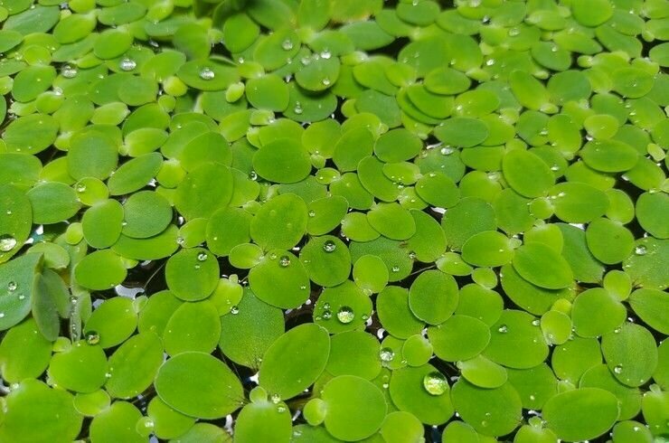 Лимнобиум гладкий 7 кустиков