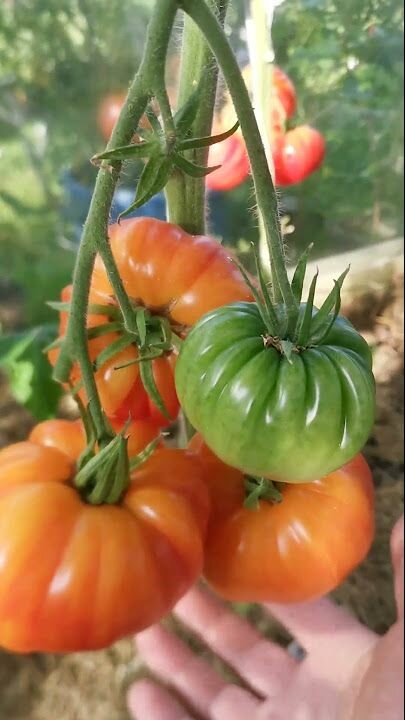 Коллекционные семена томата Анна Мейер