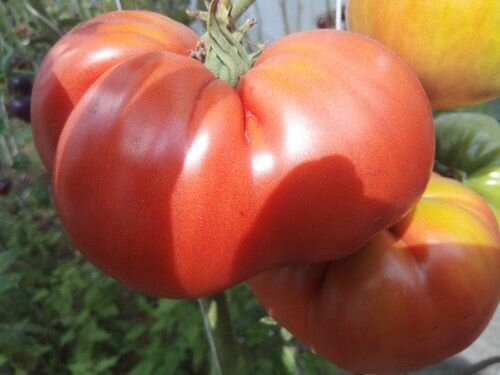 Коллекционные семена томата Большой Зак Мак Коя - мировой рекордсмен Х Ливанские Горы