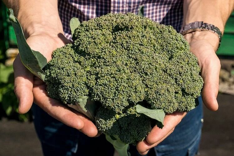 Коллекционные семена капусты брокколи Маратон F1/