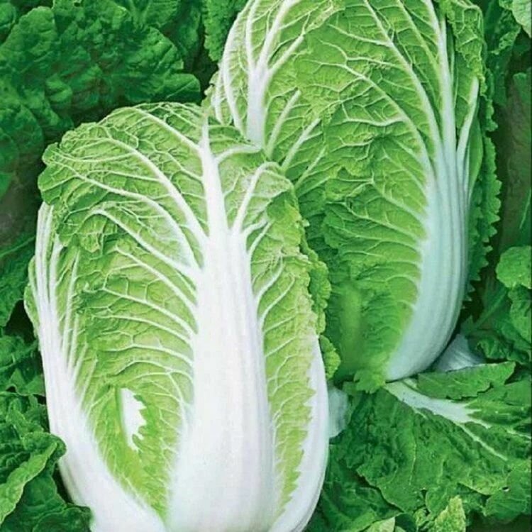 Коллекционные семена капусты пекинская Спринкин F1, 3 пачки в комплекте